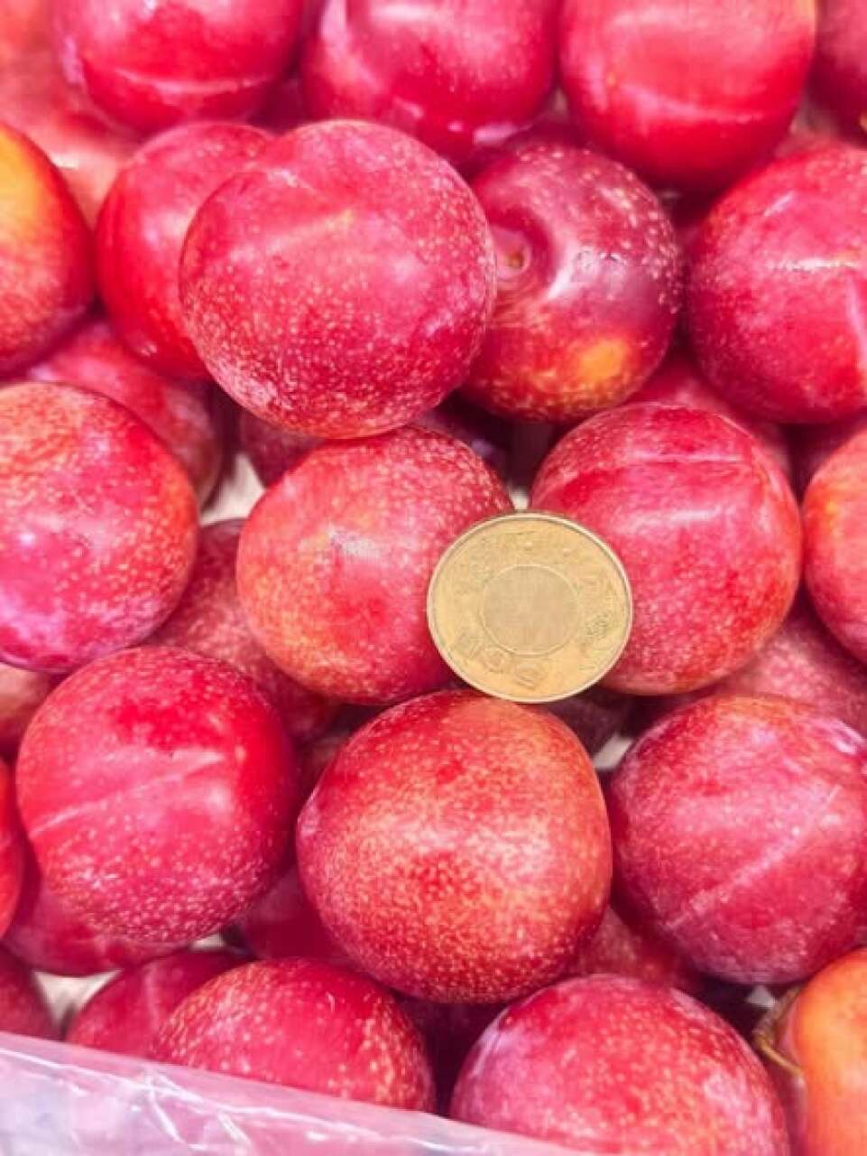 B02-智利空運櫻桃李約500g/盒（1/30結單) | 愛+1 社群智慧整單平台